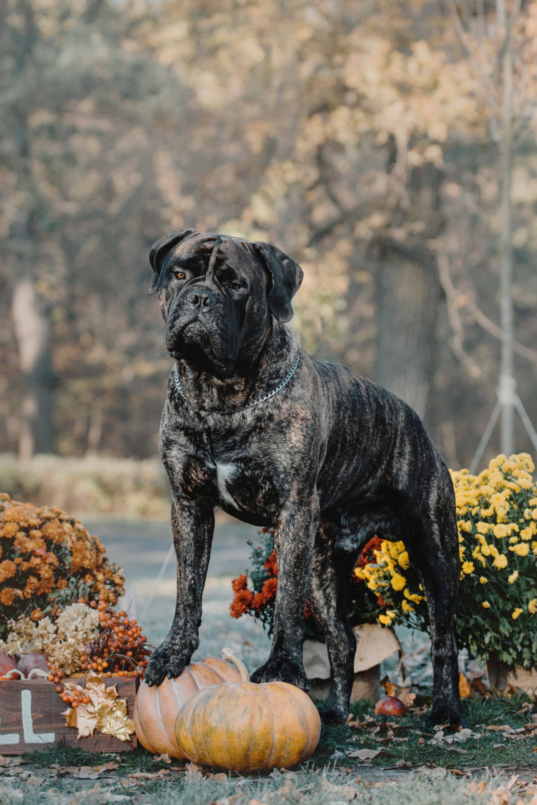 Soins & hygiène du Cane Corso : guide complet et conseils