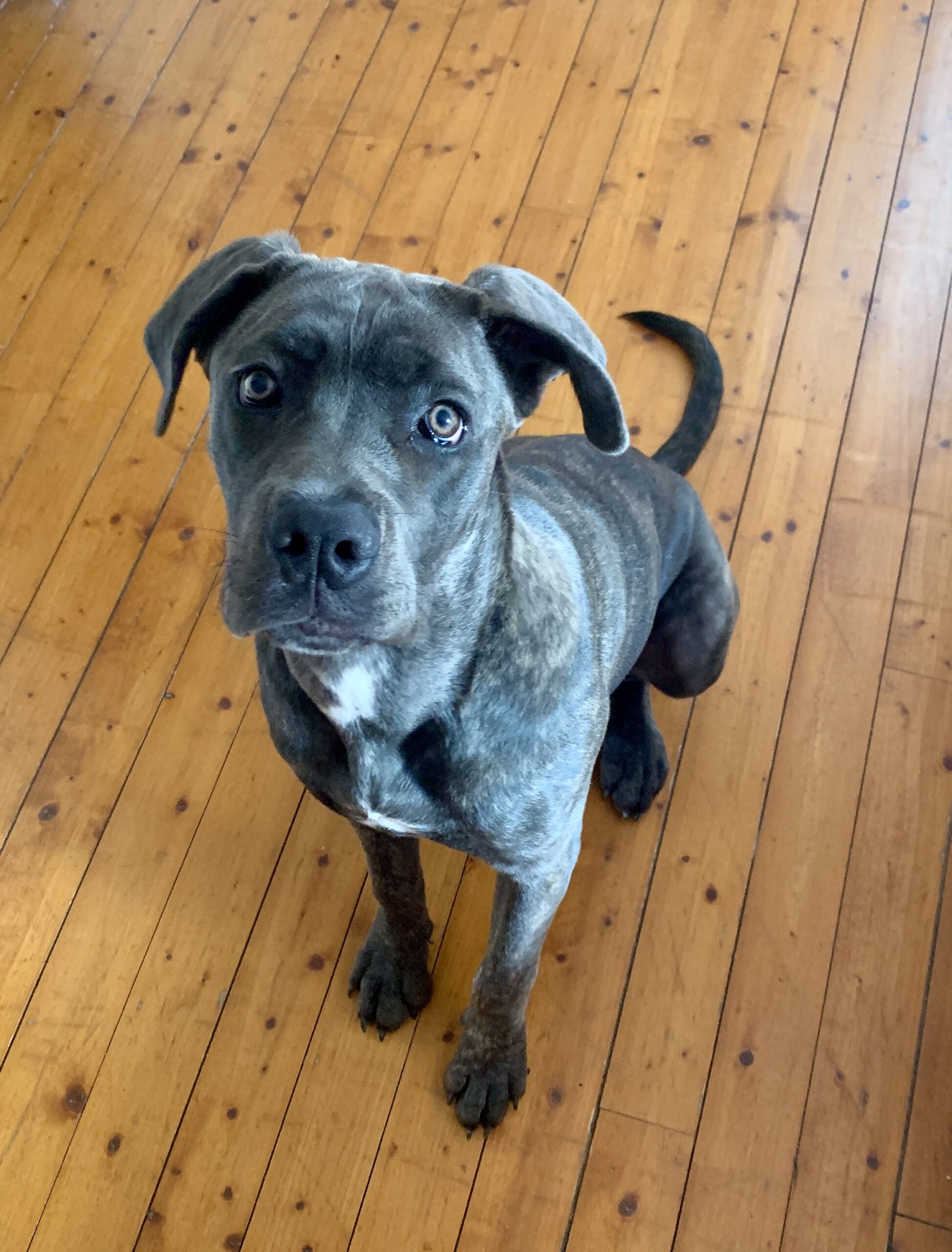Santé & Alimentation du Cane Corso - Le chien Cane Corso